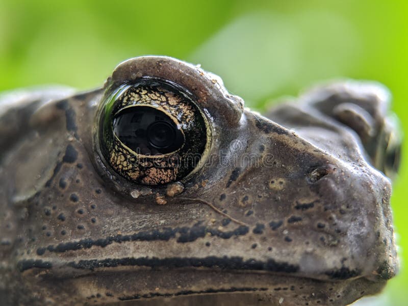 Macro of frog face texture stock photo. Image of face - 256107772