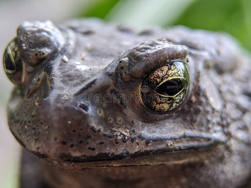 Macro of frog face texture stock photo. Image of animal - 256108000