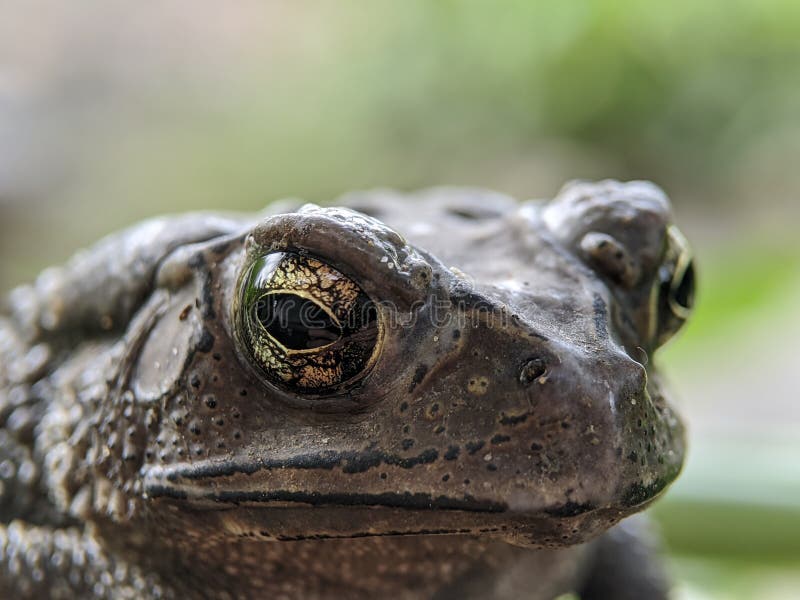 197 Frog Face Texture Stock Photos - Free & Royalty-Free Stock Photos ...