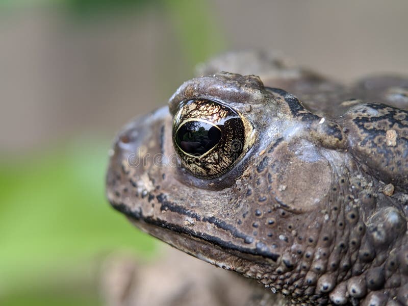 197 Frog Face Texture Stock Photos - Free & Royalty-Free Stock Photos ...
