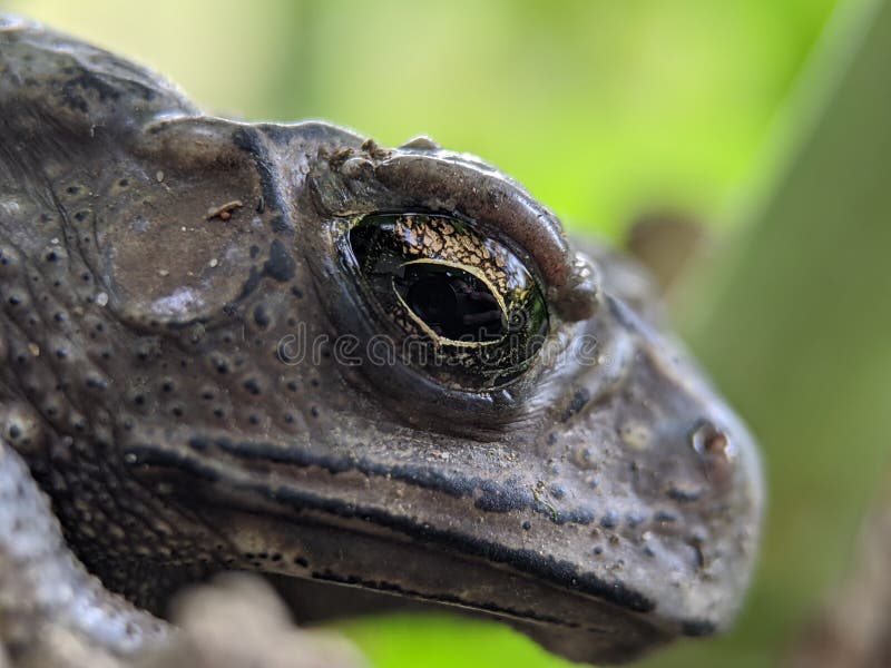 Macro of frog face texture stock image. Image of tortoise - 256108093
