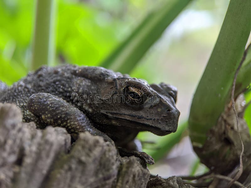 Macro of frog face texture stock photo. Image of tortoise - 256108150