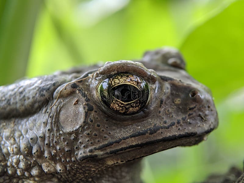 Macro of frog face texture stock photo. Image of texture - 256108222