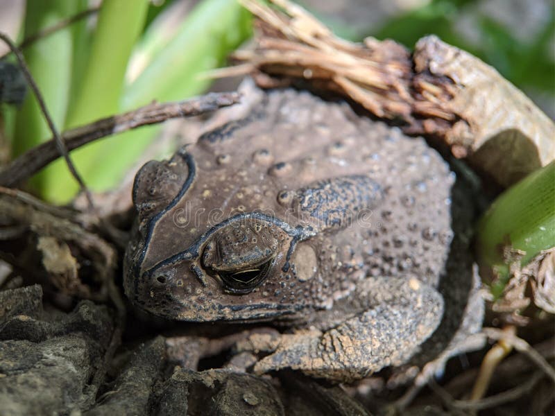 197 Frog Face Texture Stock Photos - Free & Royalty-Free Stock Photos ...