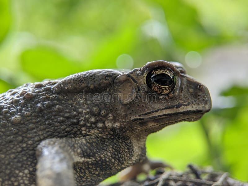 Macro of frog face texture stock photo. Image of tortoise - 256107826