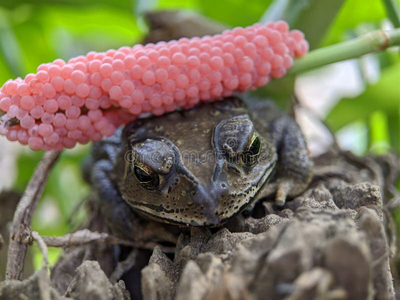 Macro of Frog Face Texture with Golden Applesnail Eggs on Frog Head ...