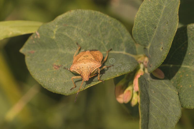Macro Front View of Brown Stink Bug. Stock Photo - Image of ...
