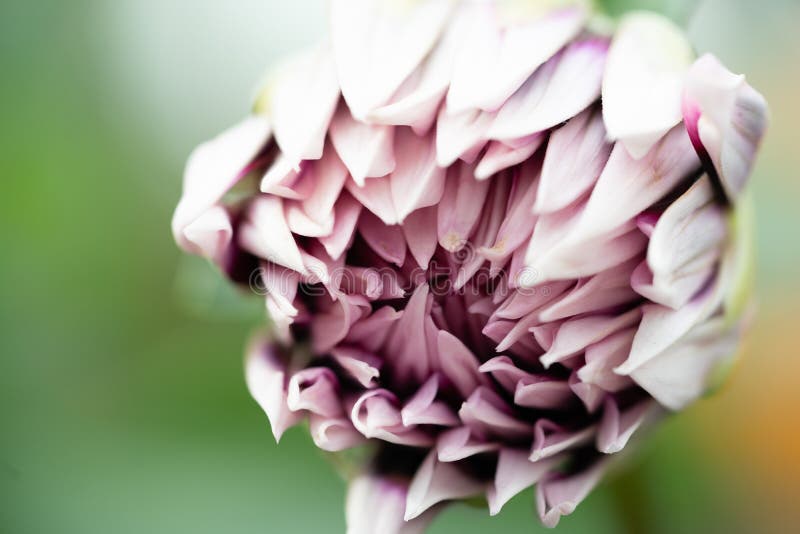 Macro front view of flower stock image. Image of beauty - 116932671