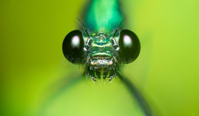 Macro Frontal Shot of a Damselfly. Stock Photo - Image of beauty, green ...