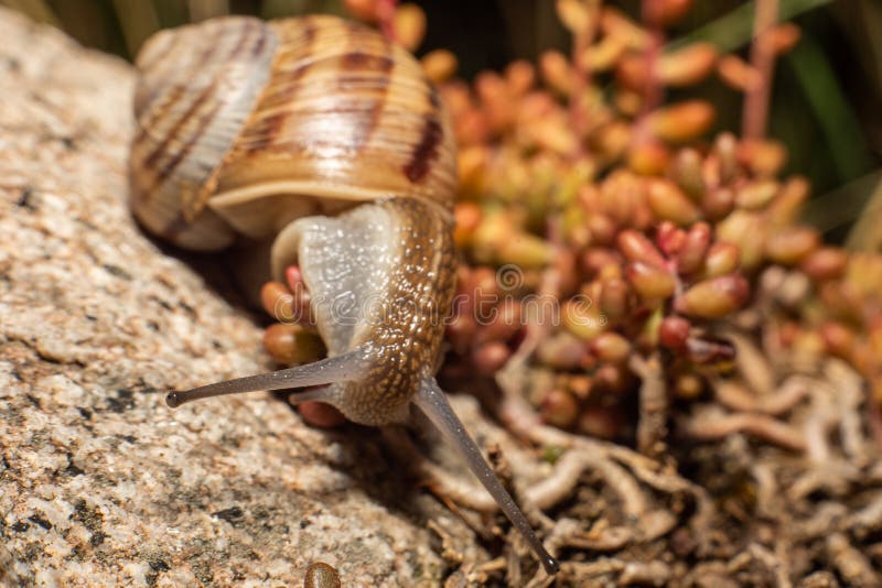 Snail and Camera, Macro Photography. Garden Snail Close-up Stock Photo ...