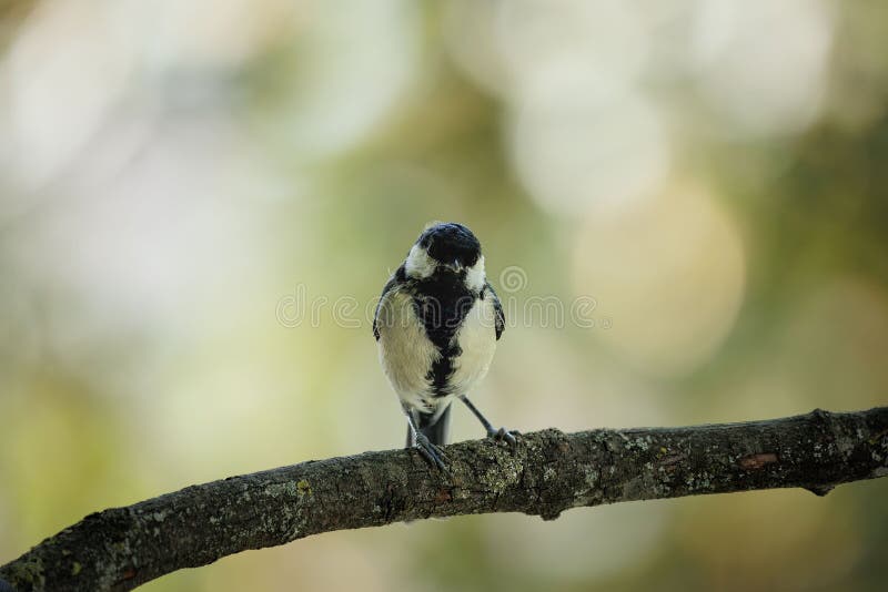 Macro Frontal View of a Black-capped Chickadee Perching on the Branch ...