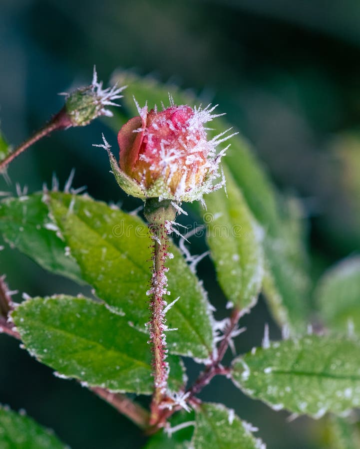 Macro of a Frosted Rose Blossom Stock Image - Image of flora, floral ...