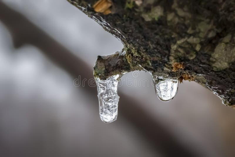 Frozen Water Droplet On Tree Branch Picture. Image: 109926212