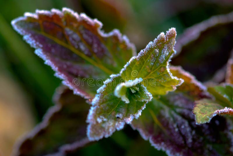Macro of the Frozen Leaves Under the Sunlight - Cold Morning Dew Stock ...