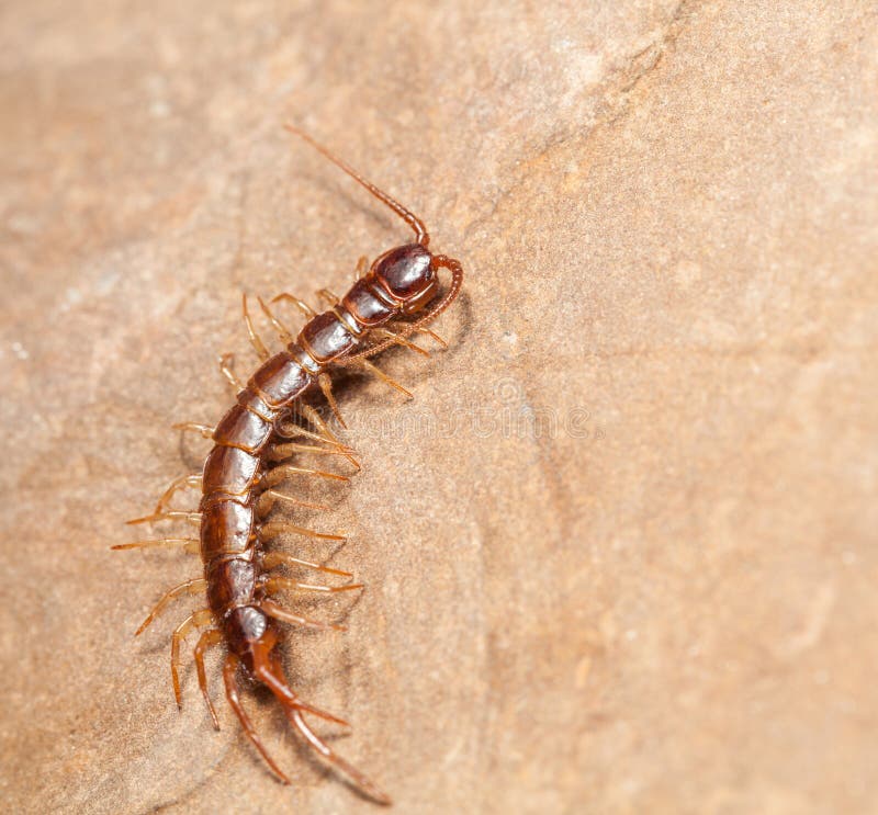 Macro Full Length of Stone Centipede Stock Image - Image of predator ...