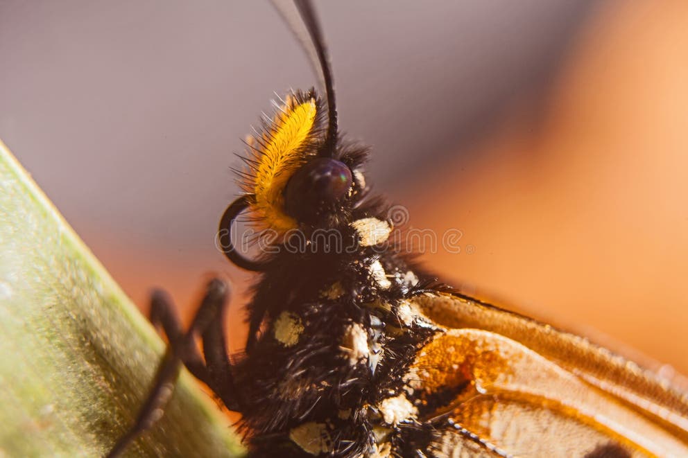 Macro Garden Acraea Acraea Horta 16069 Stock Image - Image of macro ...