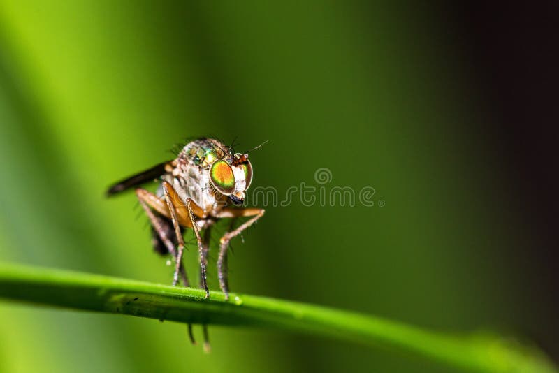 Macro garden fly stock image. Image of summer, eyes, portrait - 34860631
