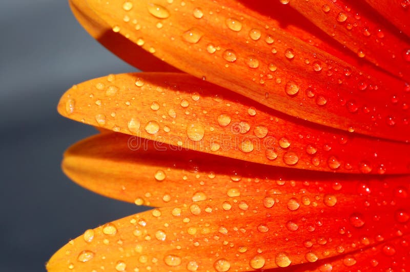 Orange Flower Macro Water Drops Stock Image - Image of drops, beautiful ...