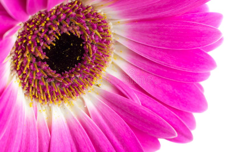 Macro of Gerbera flower stock photo. Image of tropical - 102400580