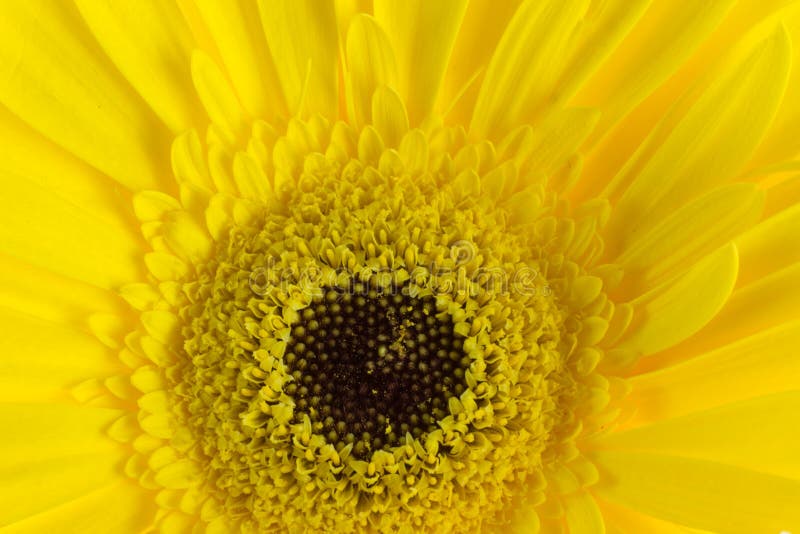 Macro of Gerbera flower stock photo. Image of tropical - 102400580