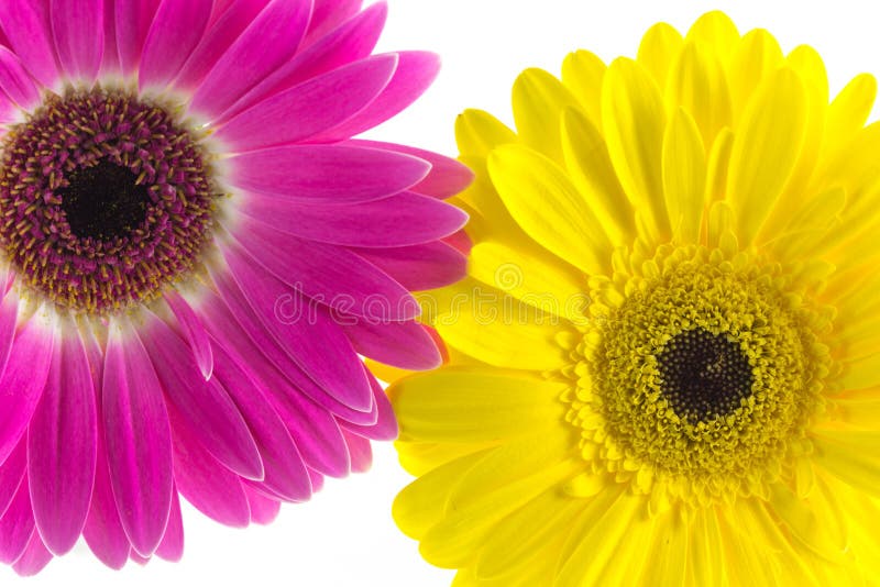 Macro of Gerbera flower stock photo. Image of tropical - 102400580