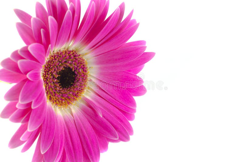 Macro of Gerbera flower stock photo. Image of tropical - 102400580