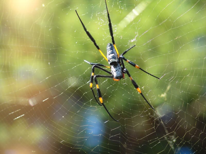 Giant South African Spider