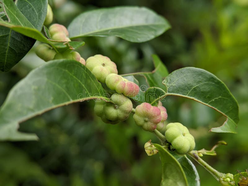 Macro of Glochidion Rubrum Blume Plant Stock Image - Image of deciduous ...