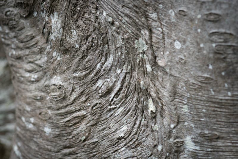 Macro of Gnarled Tree Bark stock image. Image of outdoors - 129957541