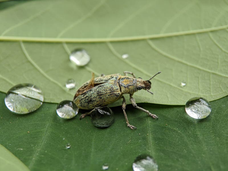 Macro of Gold Dust Weevil Insect on Green Leaves Stock Photo - Image of ...