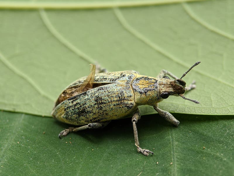 Macro of Gold Dust Weevil Insect on Green Leaves Stock Image - Image of ...