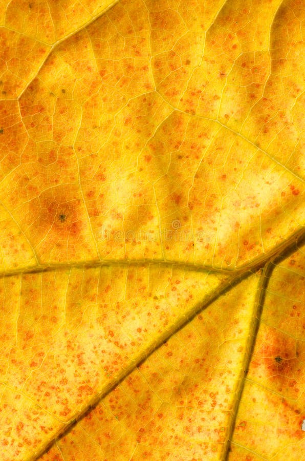 Macro of golden fall leaf stock image. Image of sunlight - 60685041