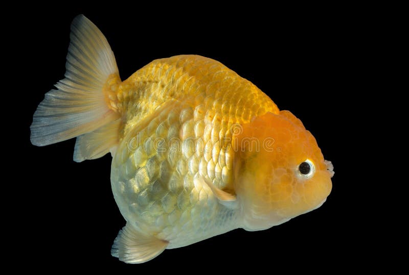 Macro Beautiful Fat Goldfish Stock Photos - Free & Royalty-Free Stock ...