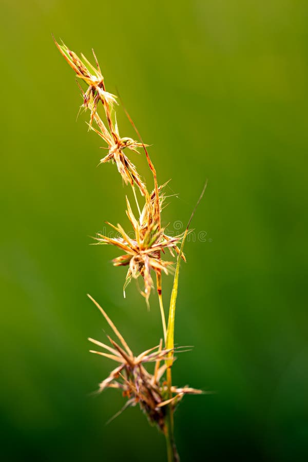 Macro Grass with Back Ground Isolated by Green Grass. Stock Photo ...