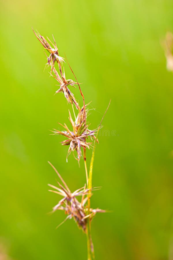 Macro Grass with Back Ground Isolated by Green Grass. Stock Image ...