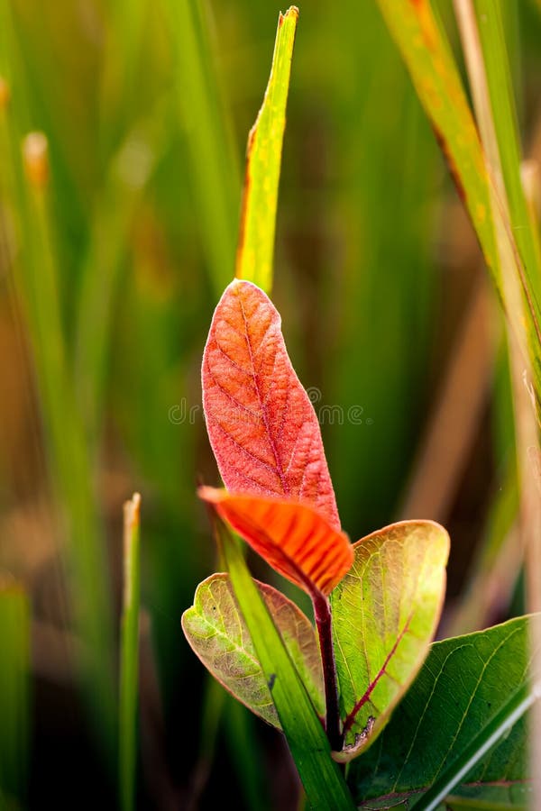 Macro Grass with Back Ground Isolated by Green Grass. Stock Photo ...