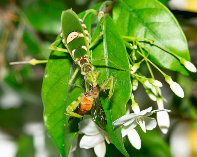 Macro Grasshopper Eating Bee on the Leaves Stock Photo - Image of ...