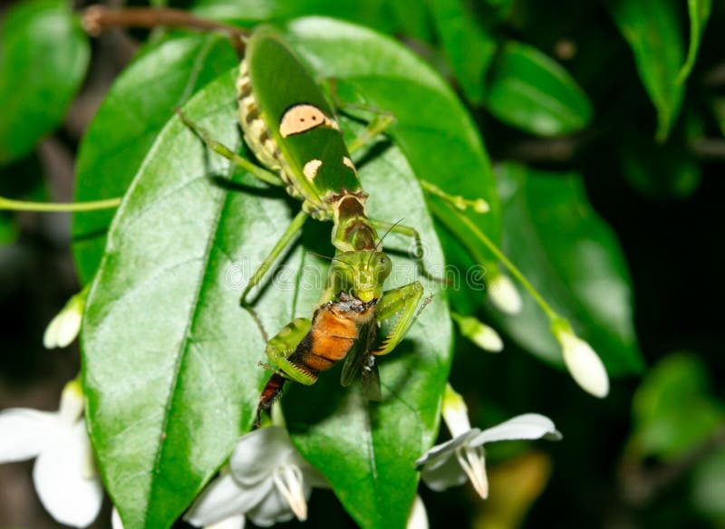 Macro Grasshopper Eating Bee on the Leaves Stock Photo - Image of ...
