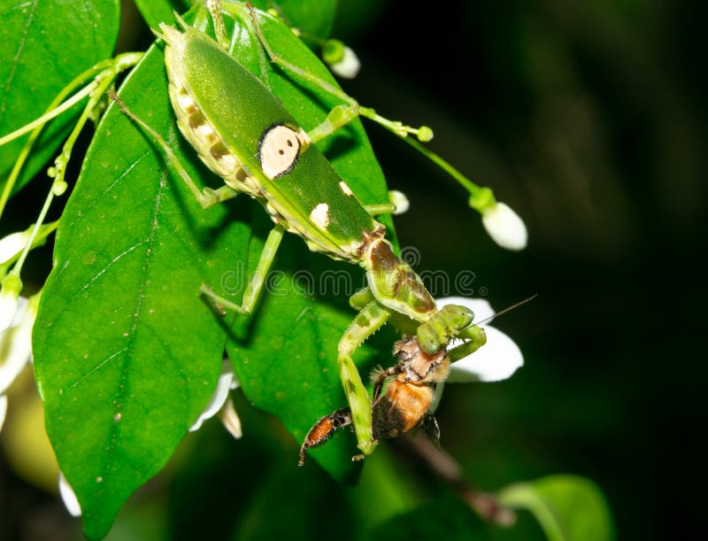 Macro Grasshopper Eating Bee on the Leaves Stock Image - Image of ...