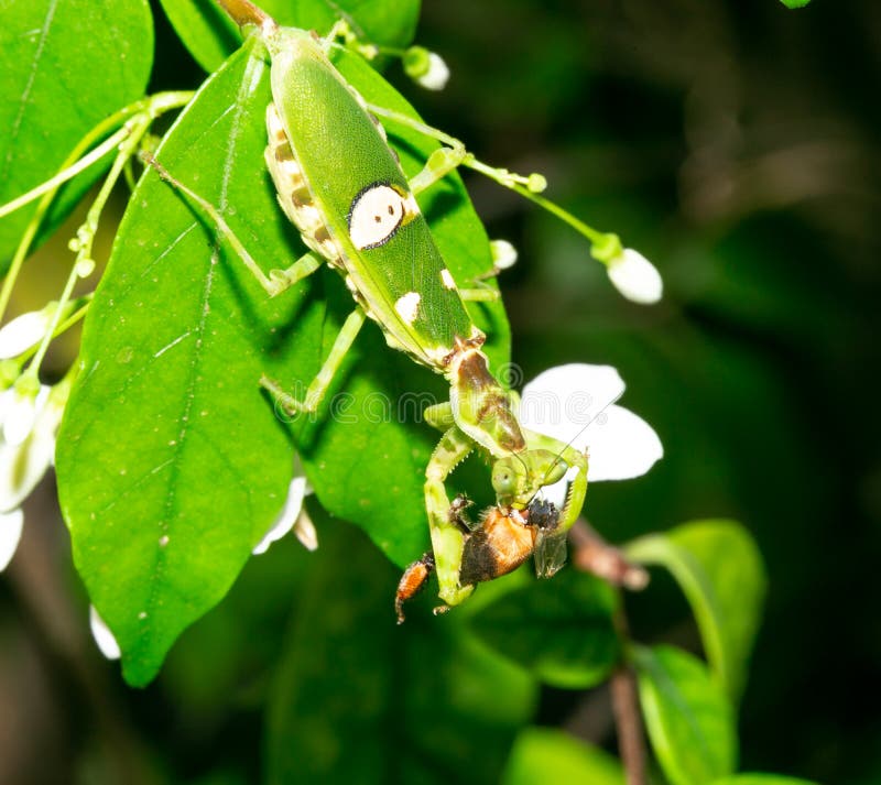 Macro Grasshopper Eating Bee on the Leaves Stock Photo - Image of ...