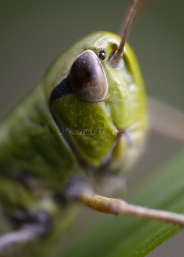 Macro of grasshopper head stock photo. Image of environment - 76132858