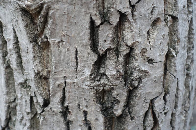 Macro of Gray Bark of Juglans Regia Stock Image - Image of regia ...