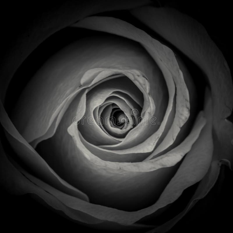 Macro Grayscale Shot of a Beautiful Rose Stock Image - Image of ...