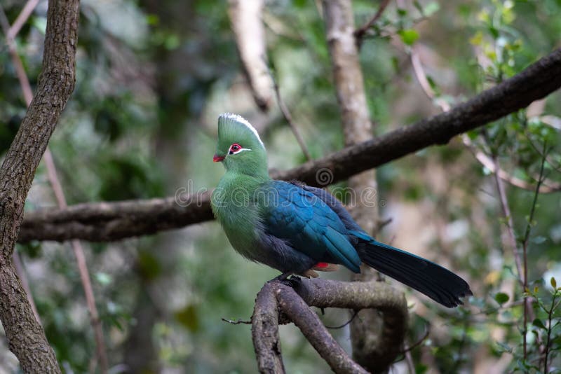 Macro of a Green and Blue Parrot on a Tree Branch Stock Image - Image ...