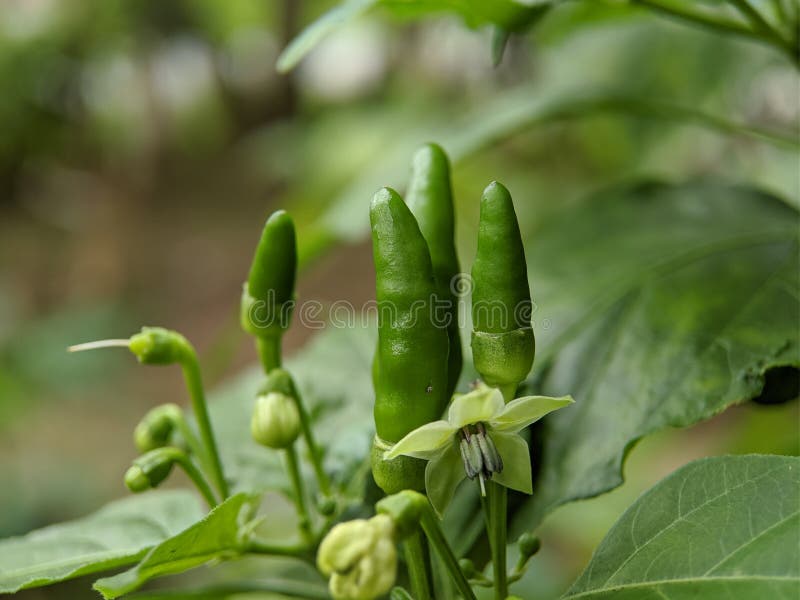 Macro of Green Chilli at the Garden Stock Photo - Image of vegetable ...