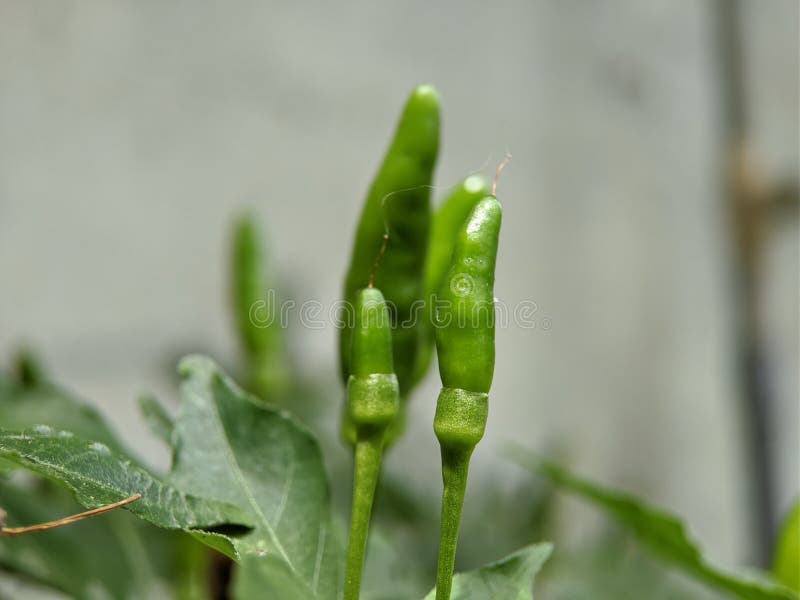Chilli Macro Photo stock image. Image of dried, macro - 251842071