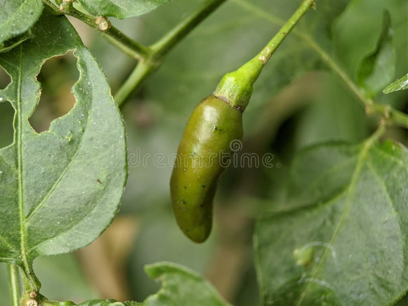 Chilli Macro Photo stock image. Image of dried, macro - 251842071