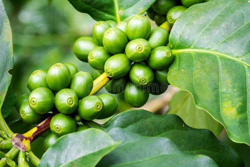 Macro of Green Coffee Berries Stock Image - Image of agriculture ...