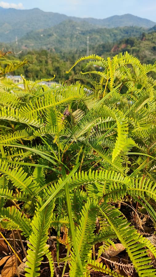 Macro of a Green Fern Growing on a Mountain Slope Stock Image - Image ...