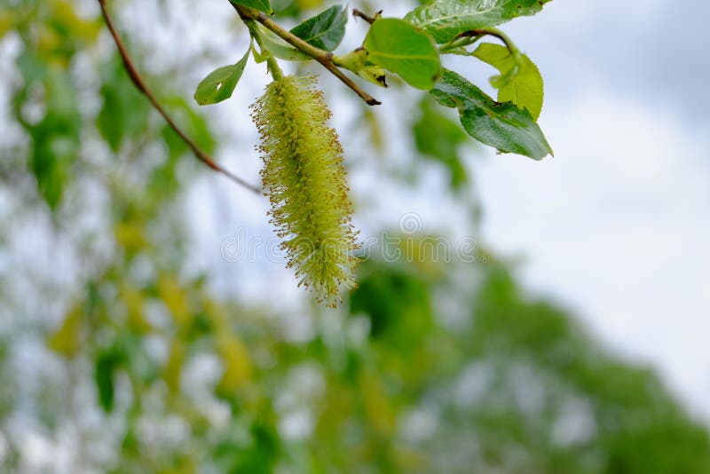 Fluffy Tree Trunk, Close-up. Espostoopsis Dybowskii. Cactus Stock Image ...